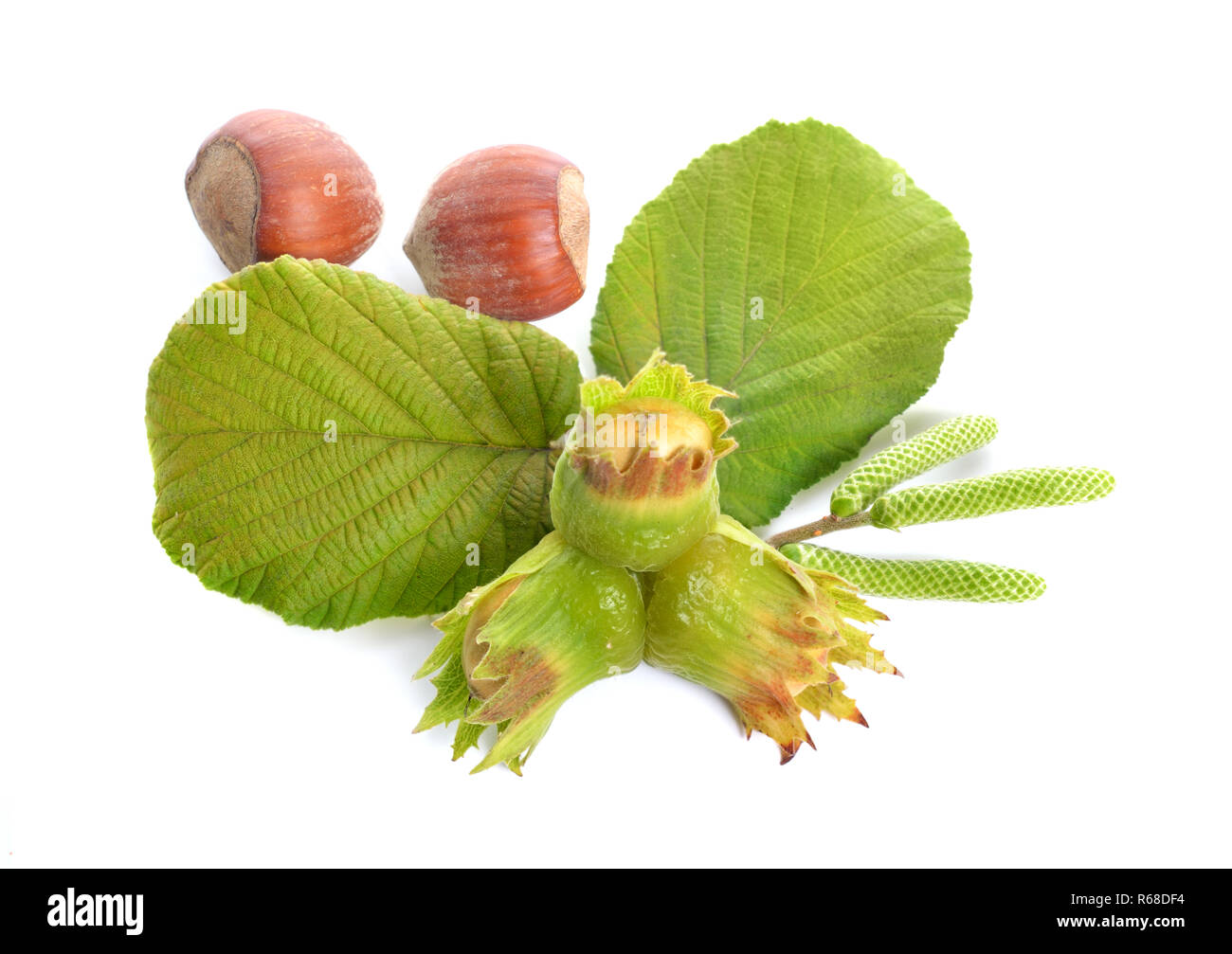 Green hazelnuts on the twig. isolated on white background Stock Photo ...