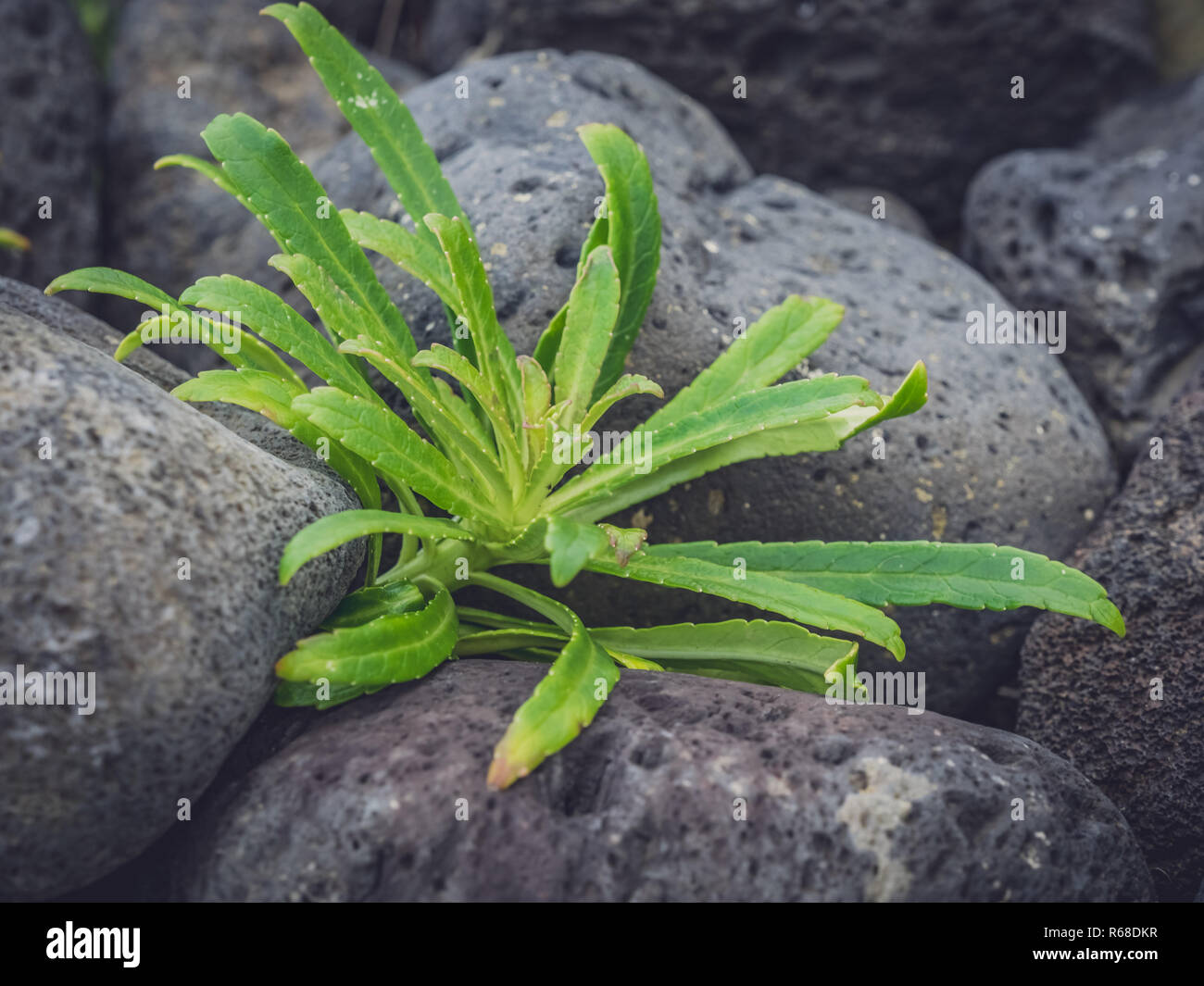 Weird green plant Stock Photo - Alamy