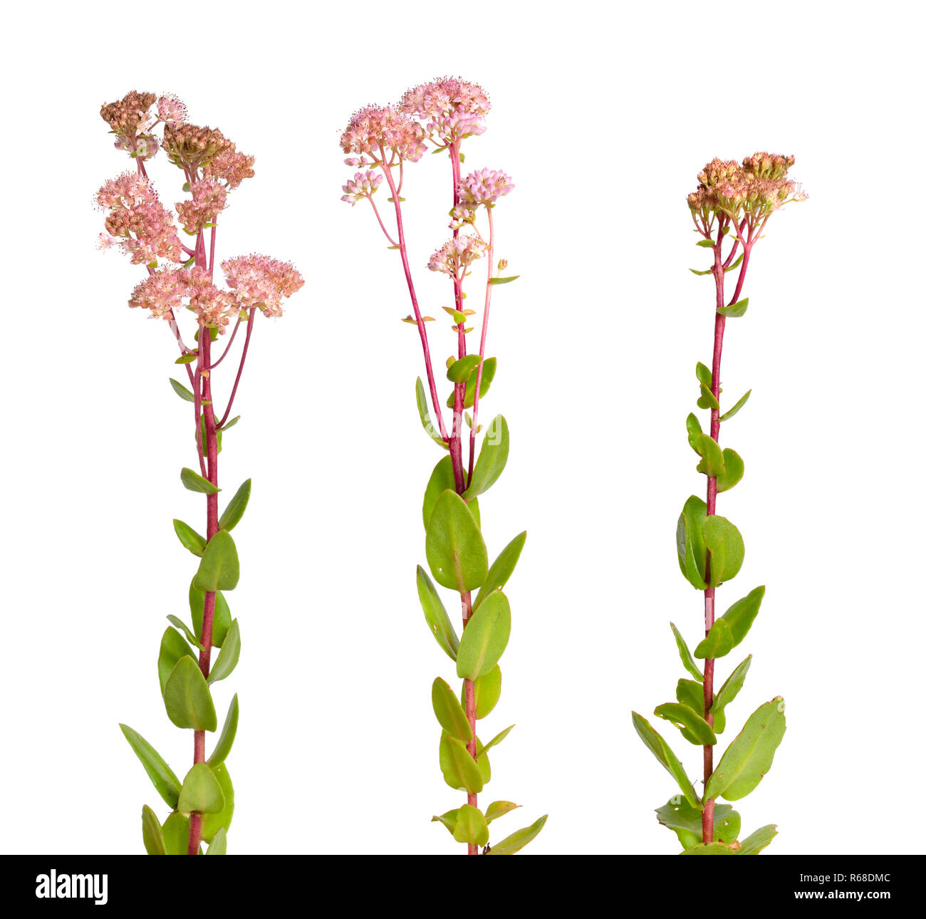 Live forever flower hi-res stock photography and images - Alamy