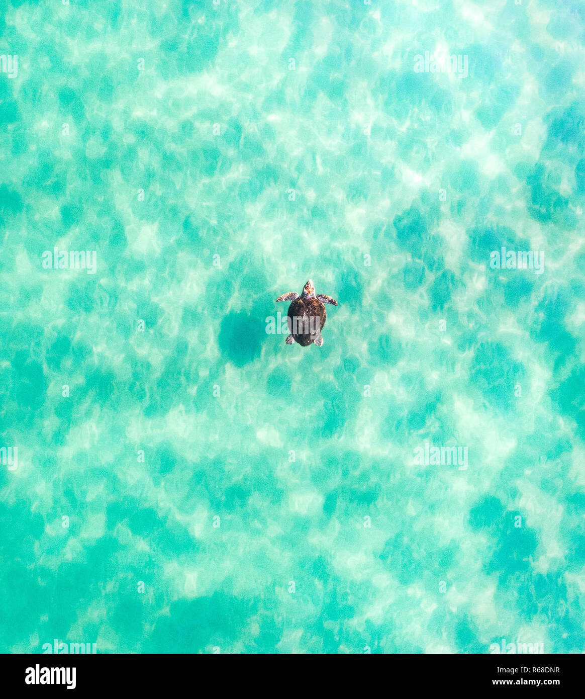 Hawksbill sea turtle top view hi-res stock photography and images - Alamy