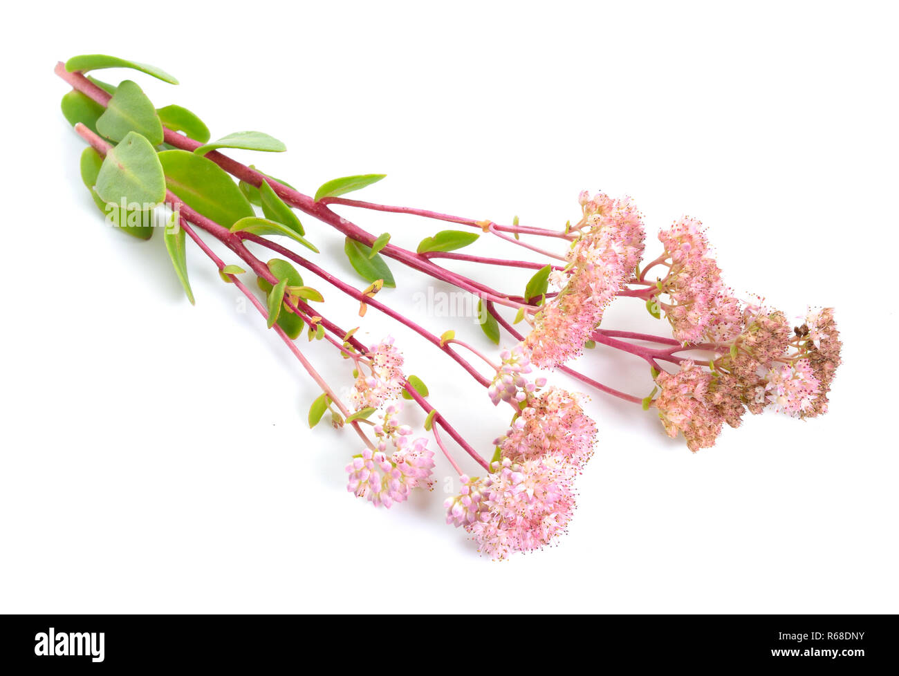 Live forever flower hi-res stock photography and images - Alamy