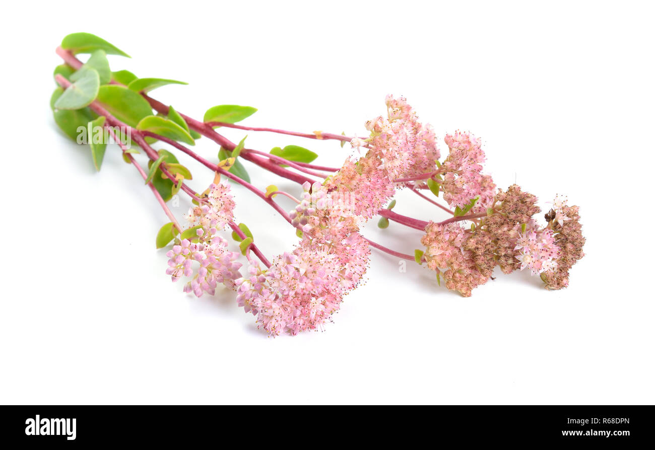 Live forever flower hi-res stock photography and images - Alamy