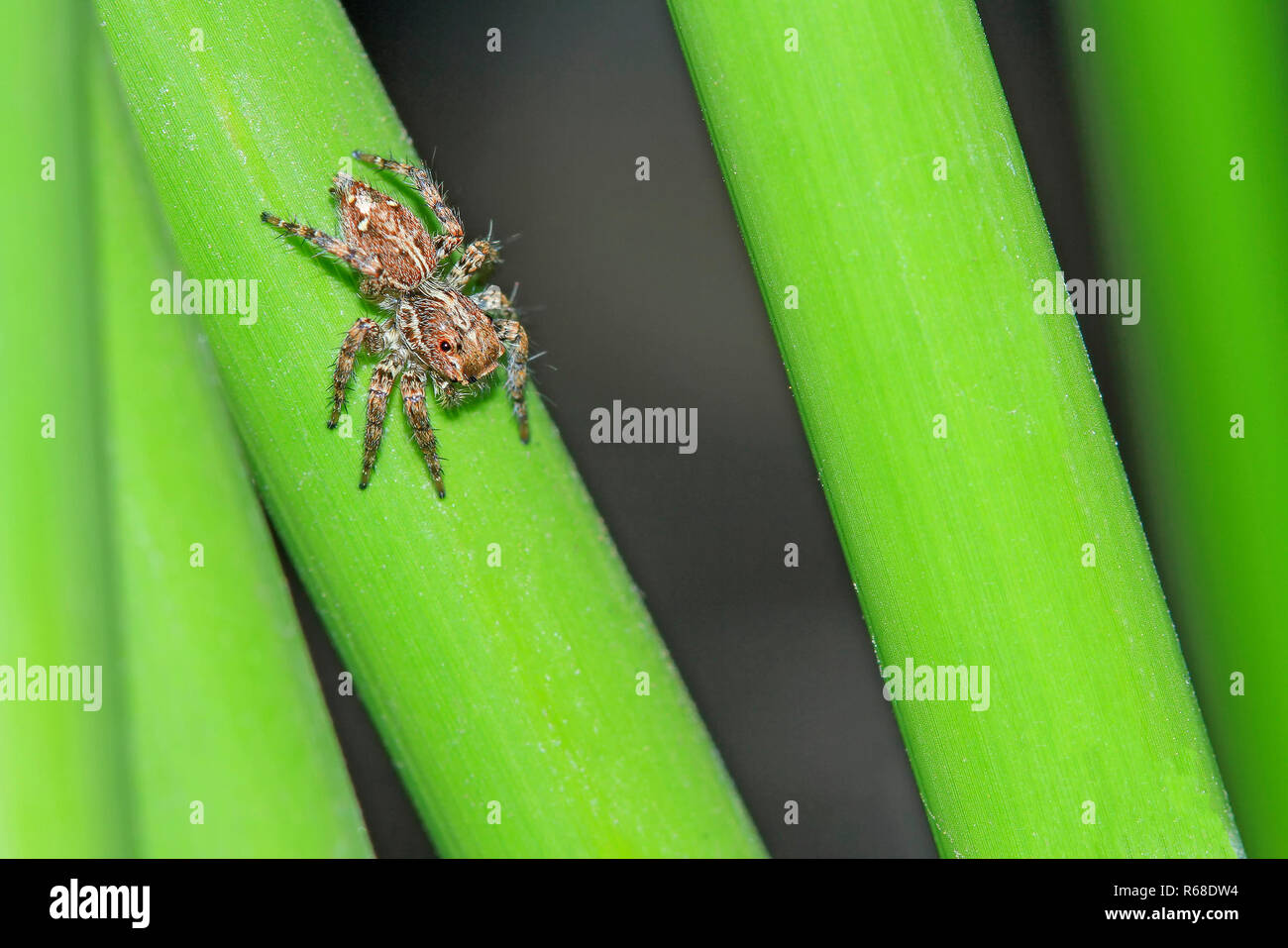 Red back spiders hi-res stock photography and images - Alamy