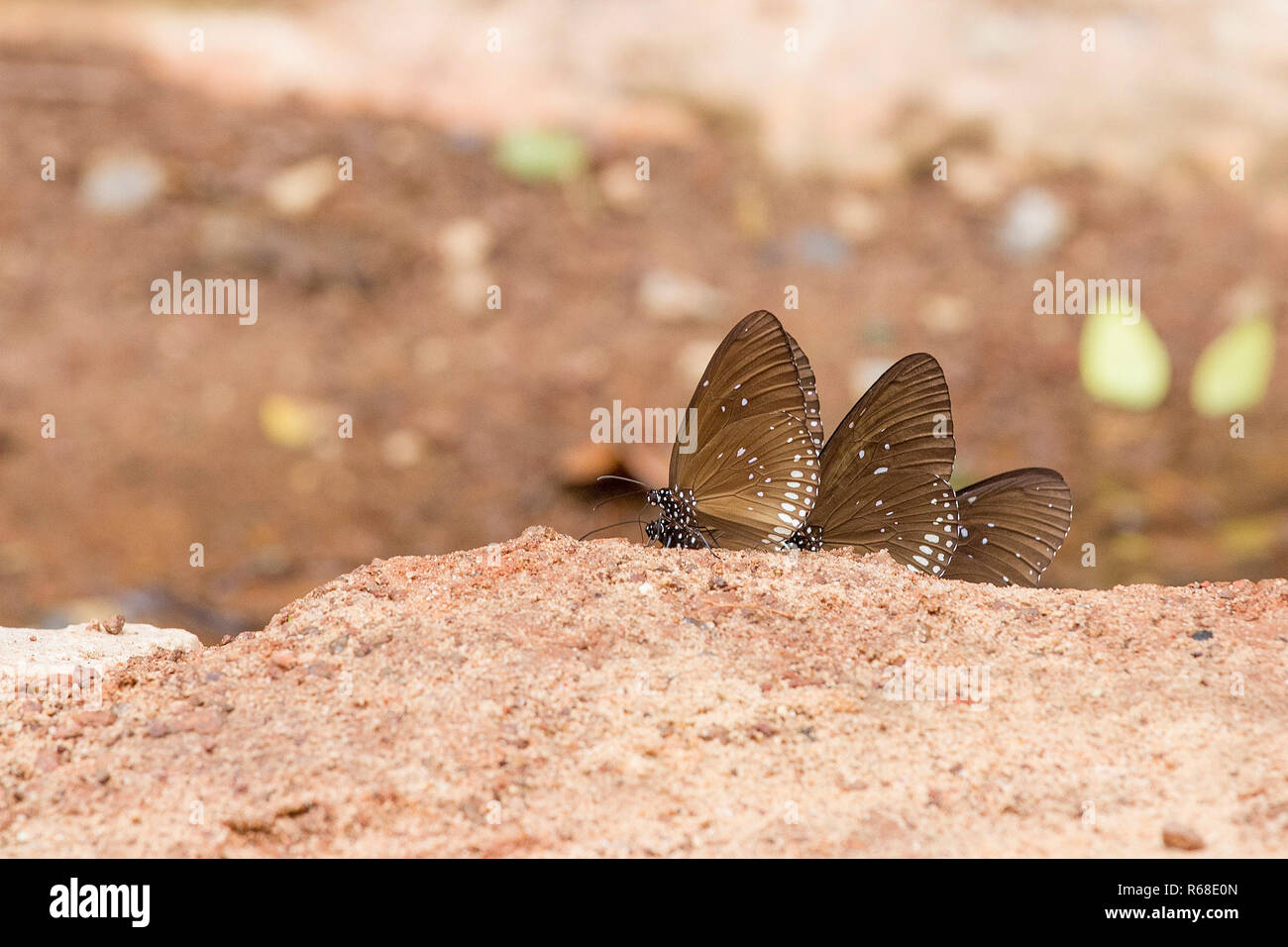 A pretty butterfly on a sandy soil background Stock Photo - Alamy