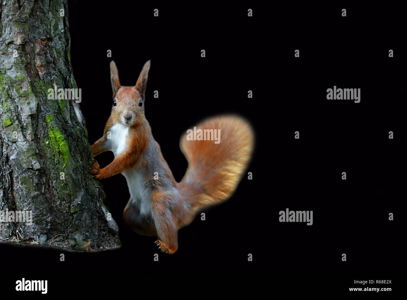 Black red squirrel hi-res stock photography and images - Alamy