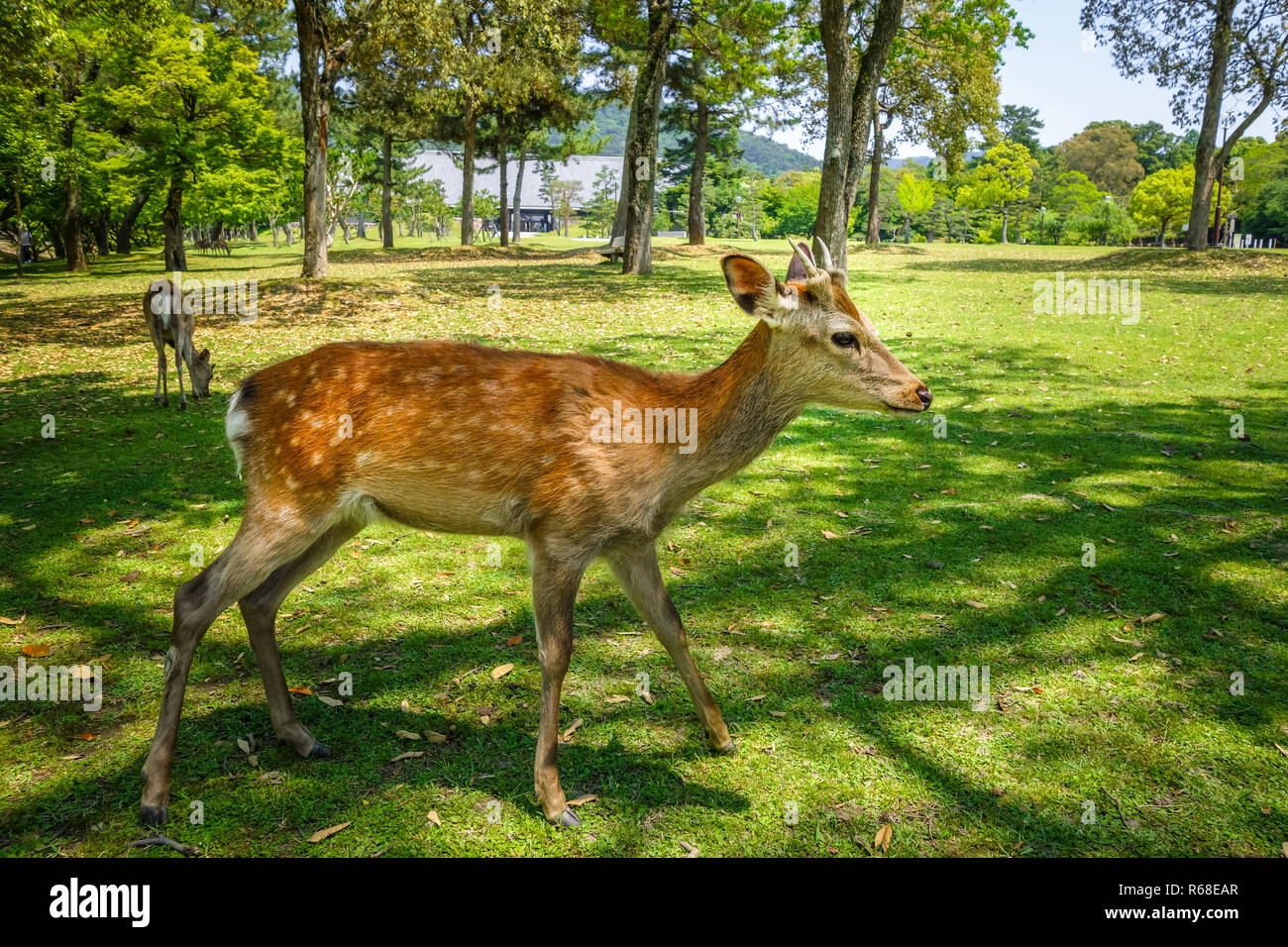 Sika deer japan city hi-res stock photography and images - Alamy