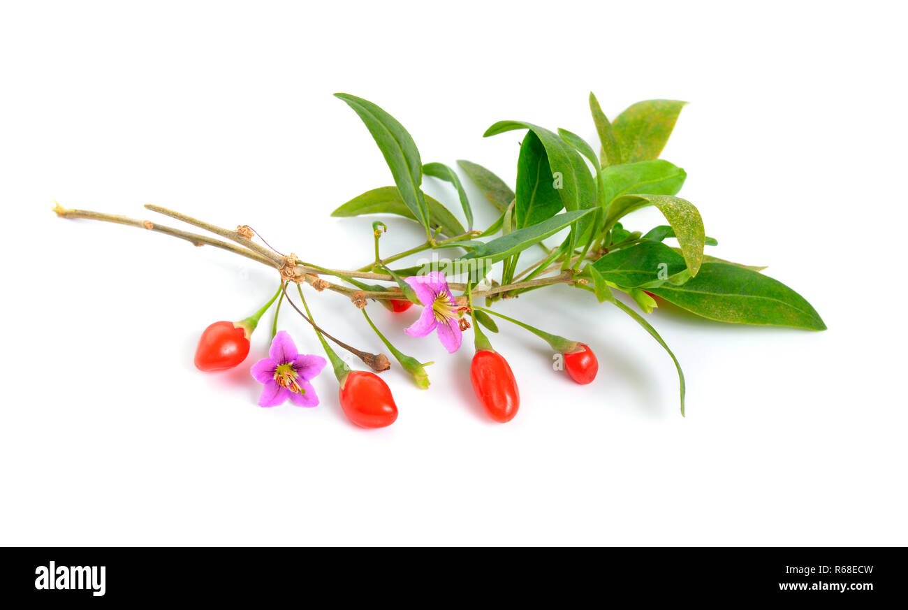 Goji berries or Lycium barbarum with flowers isolated on white ...