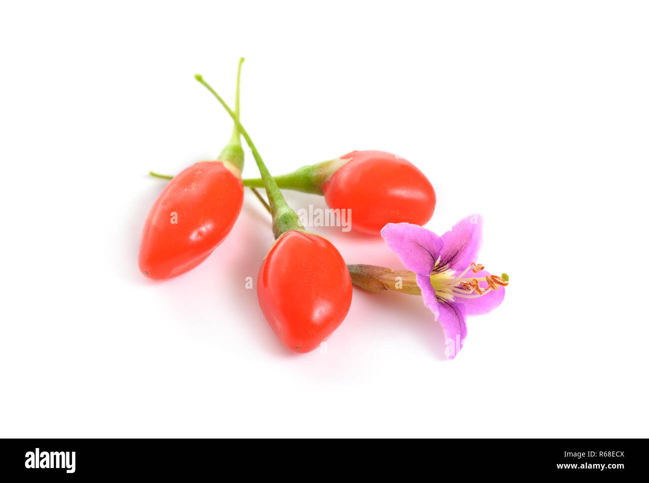 Goji berries or Lycium barbarum with flowers isolated on white ...