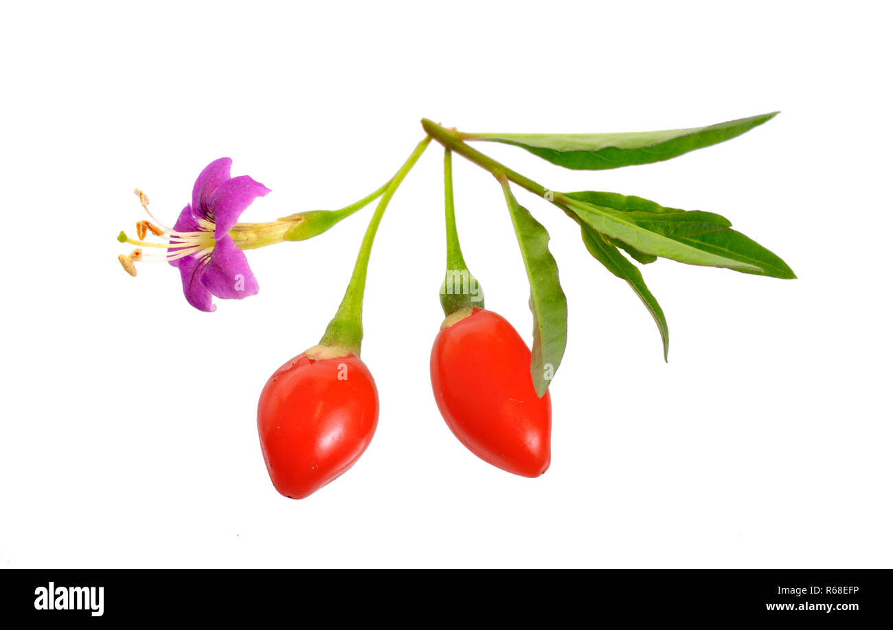 Goji berries or Lycium barbarum with flowers isolated on white ...