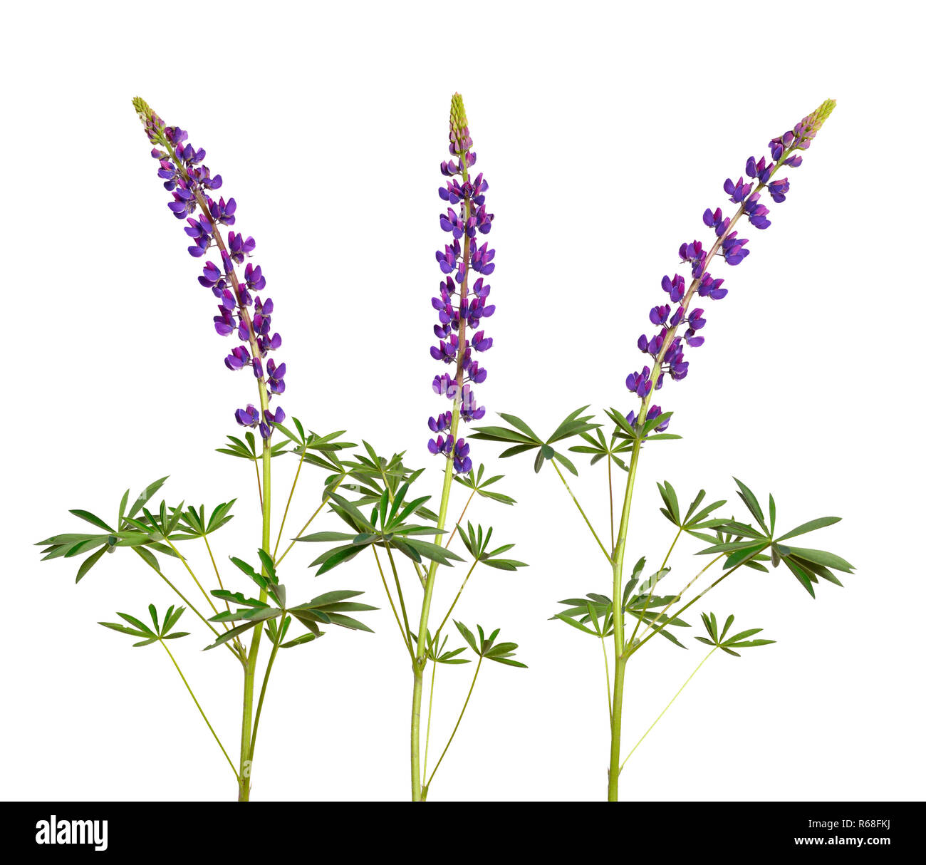Purple Lupinus, commonly known as lupin or lupine. Isolated Stock Photo ...