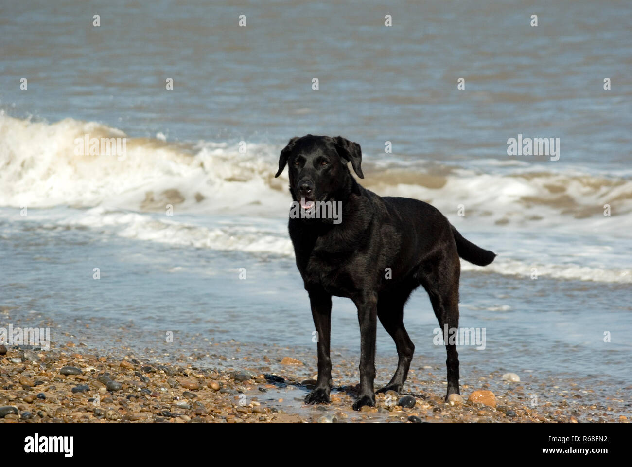 Labrador at seaside hi-res stock photography and images - Alamy