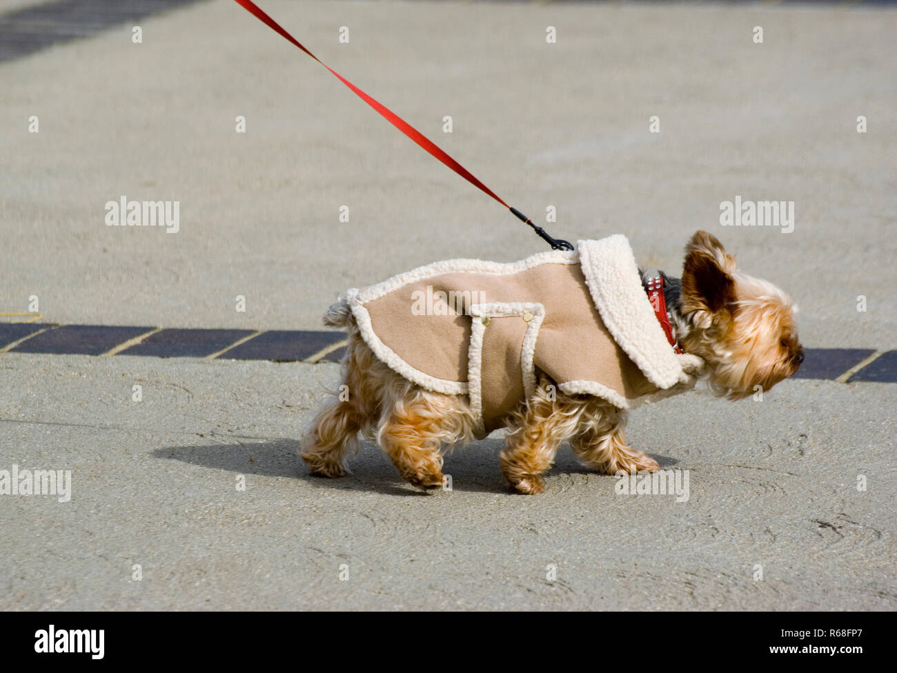 Dog walking yorkshire terrier hi-res stock photography and images - Alamy