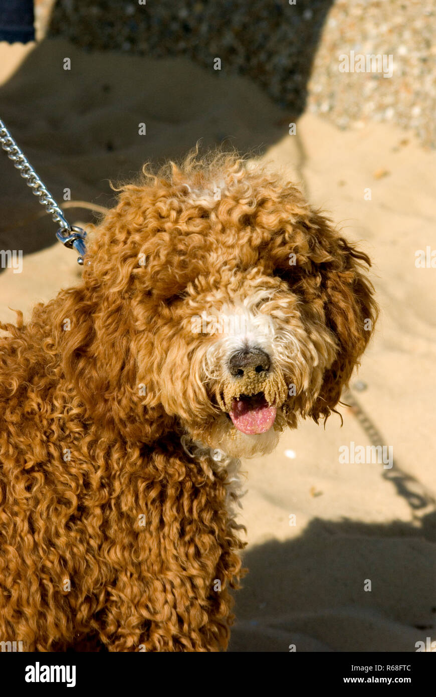 Brown labradoodle pet dog hi-res stock photography and images - Alamy