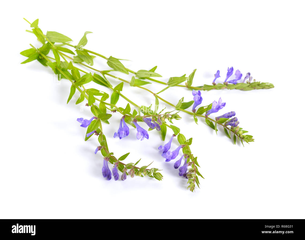 Skullcap plant hi-res stock photography and images - Alamy