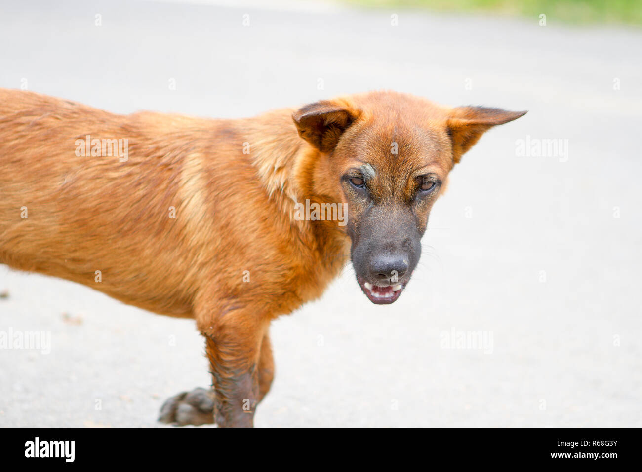 Angry looking dogs hi-res stock photography and images - Alamy
