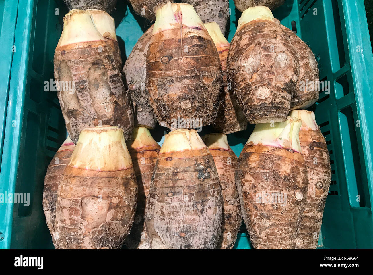 Many taro root in green container Stock Photo - Alamy