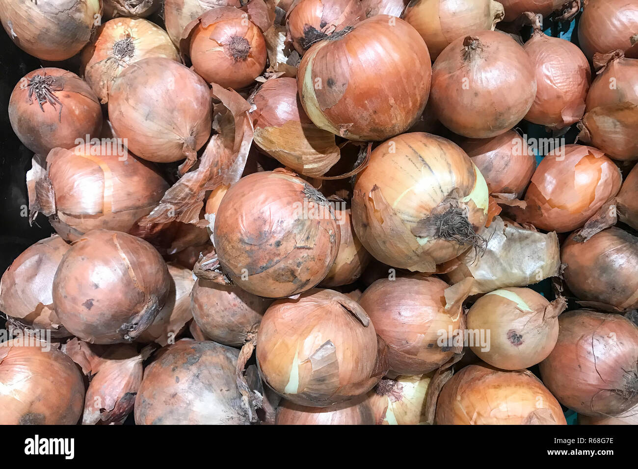 Many onions for cooking Stock Photo - Alamy