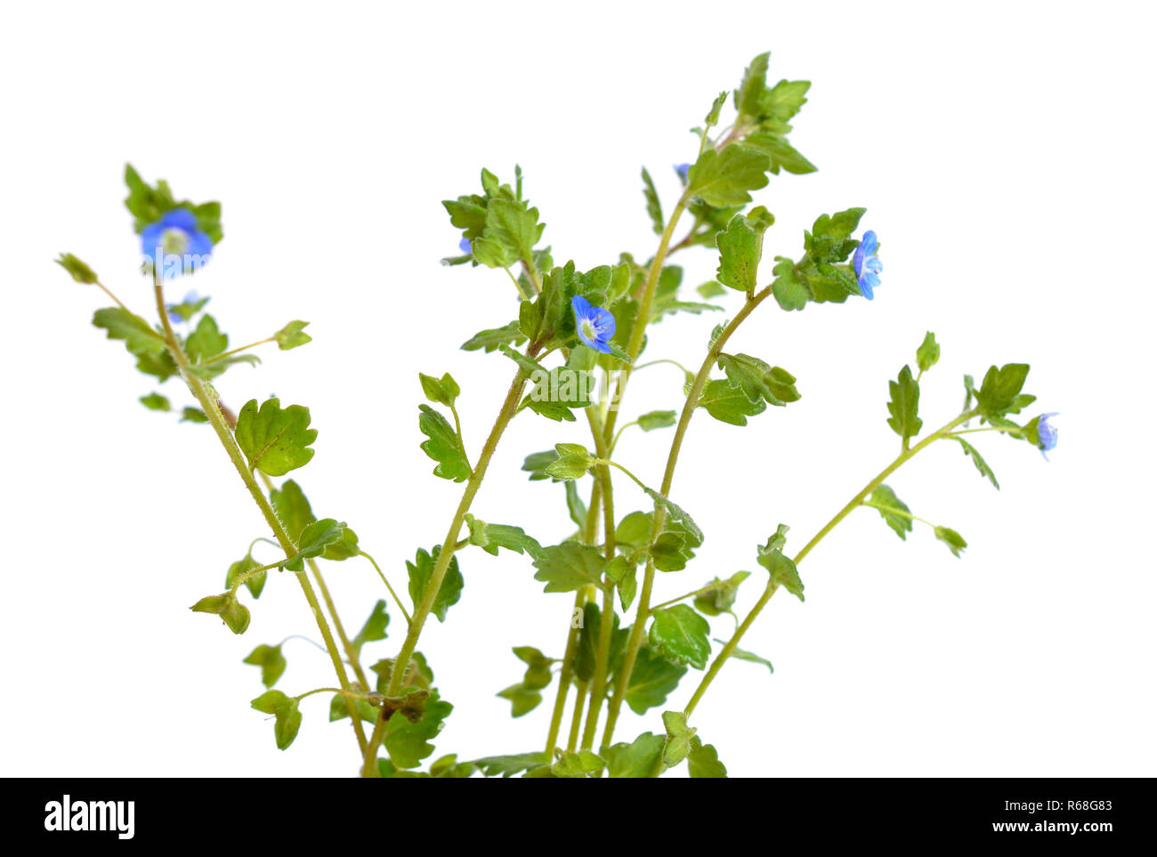 Veronica filiformis. It is known by many common names, including Stock ...