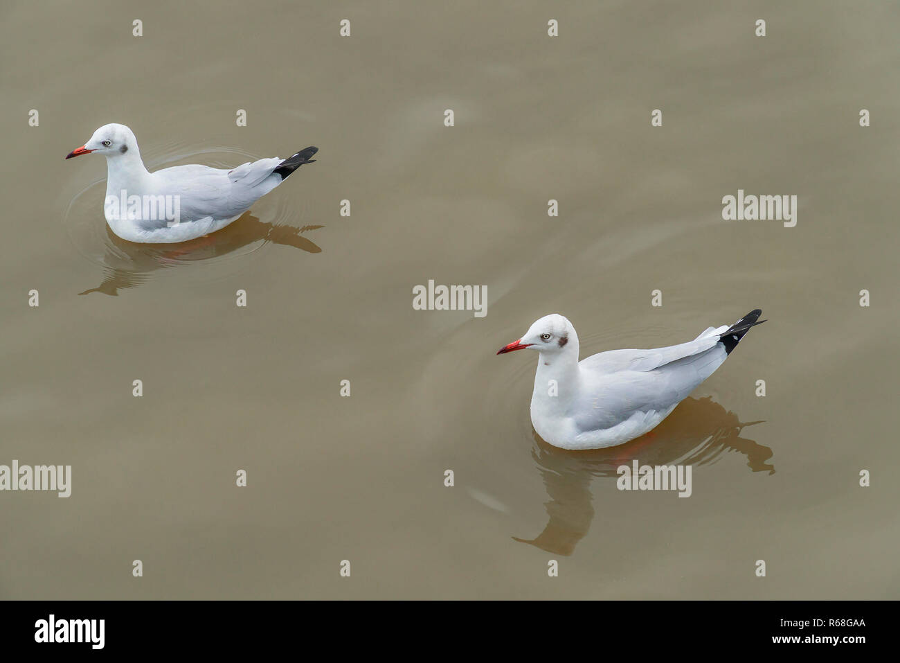 Two seagull floating on the water Stock Photo - Alamy