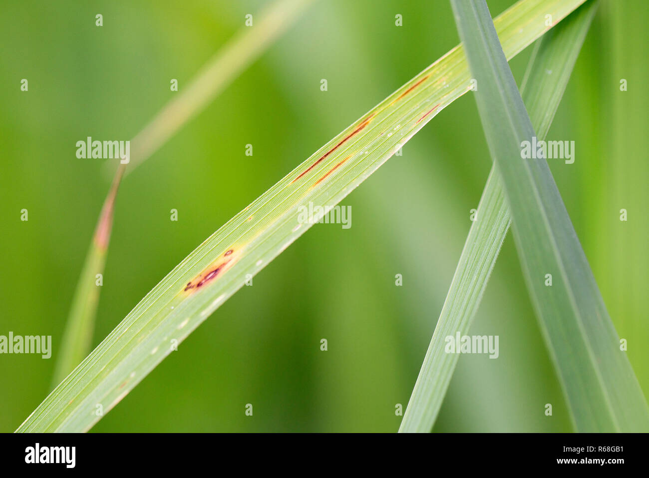Rice Disease High Resolution Stock Photography and Images - Alamy