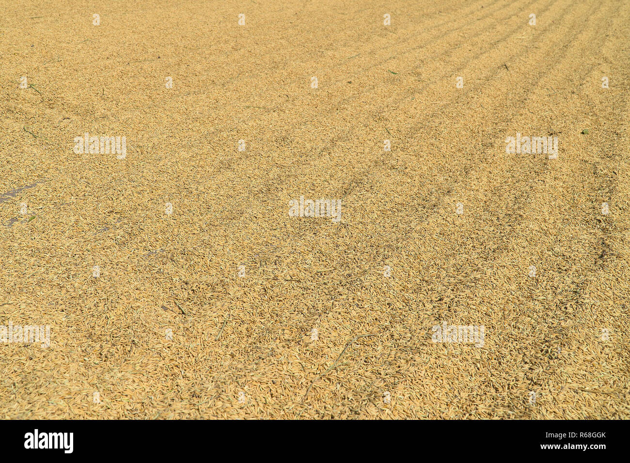 Paddy or rice drying by sun light Stock Photo - Alamy