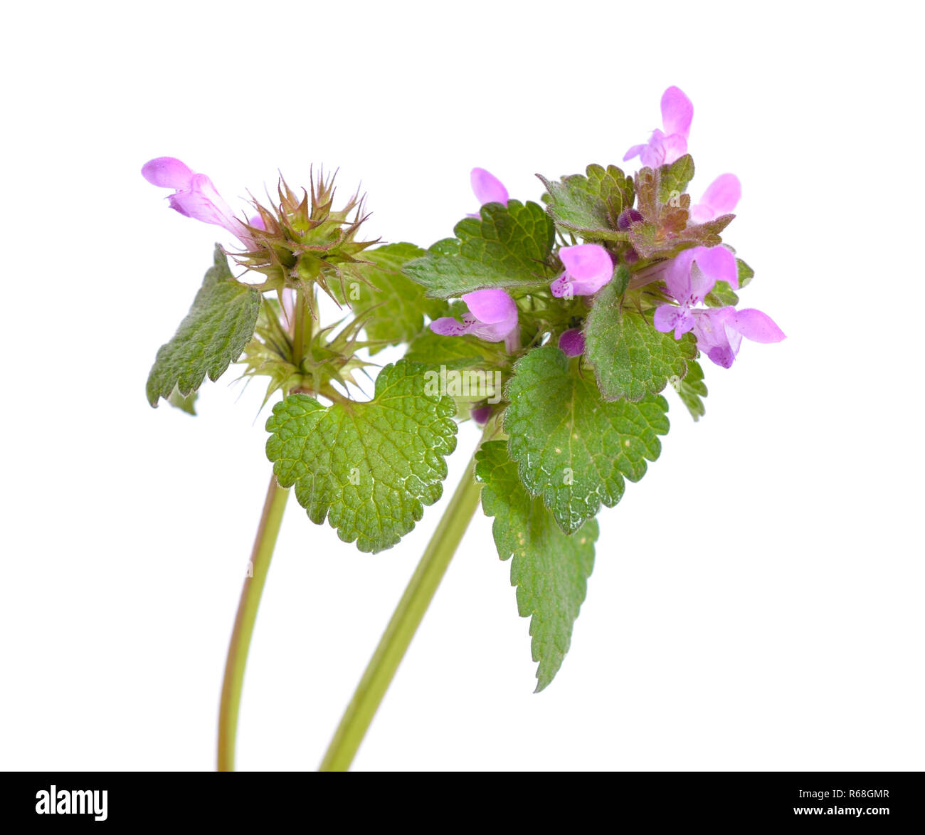 Lamium purpureum, known as red dead-nettle, purple dead-nettle Stock ...