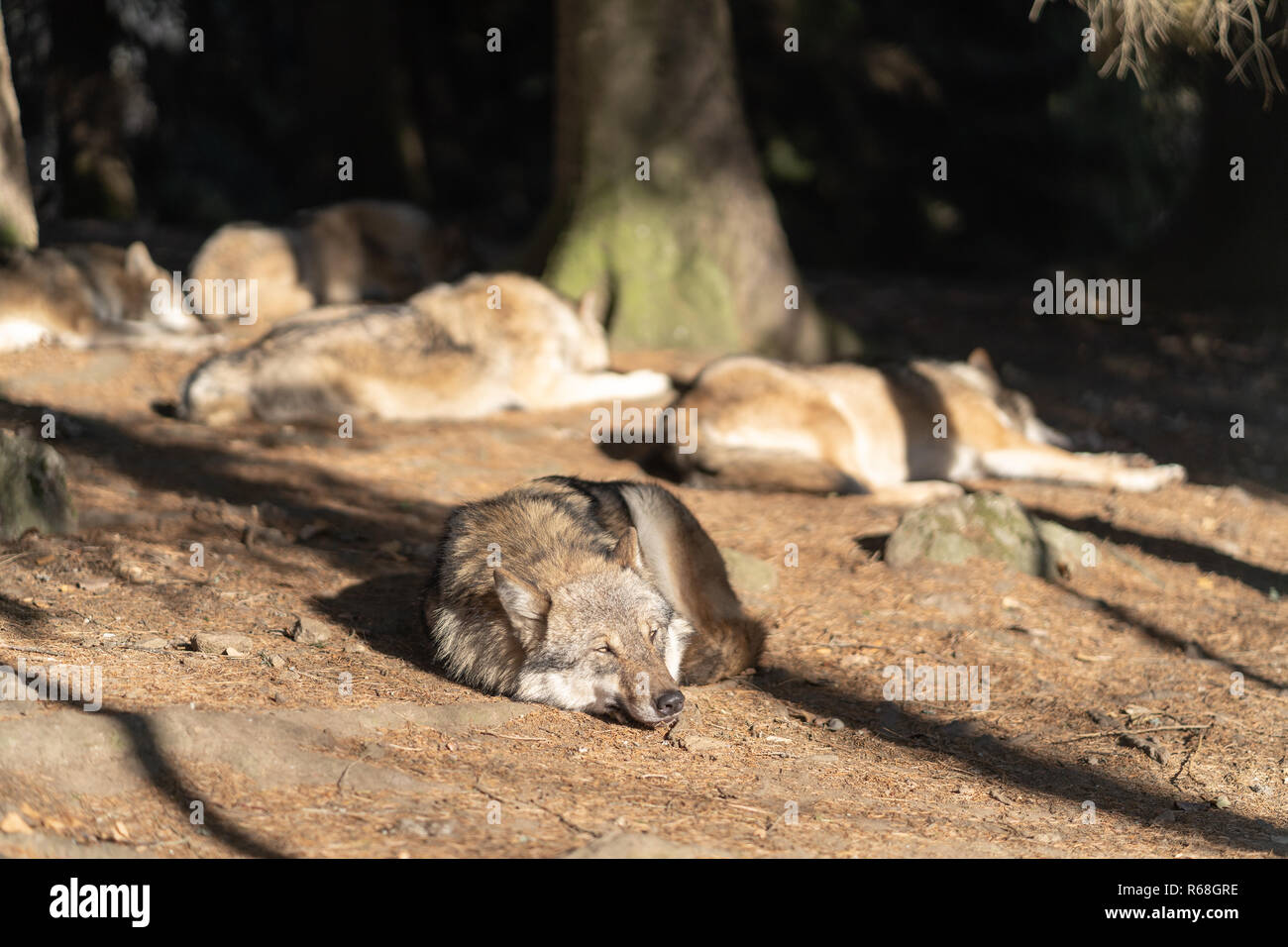 Grey wolf pack europe hi-res stock photography and images - Alamy