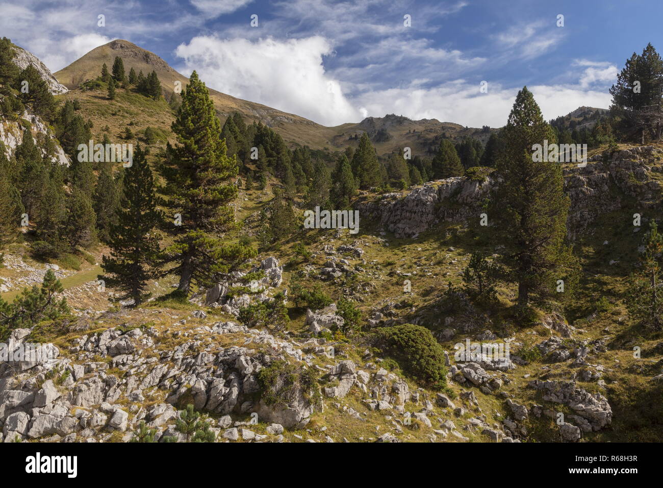 Old Mountain pines, Pinus mugo subsp. uncinata on limestone on the Col ...