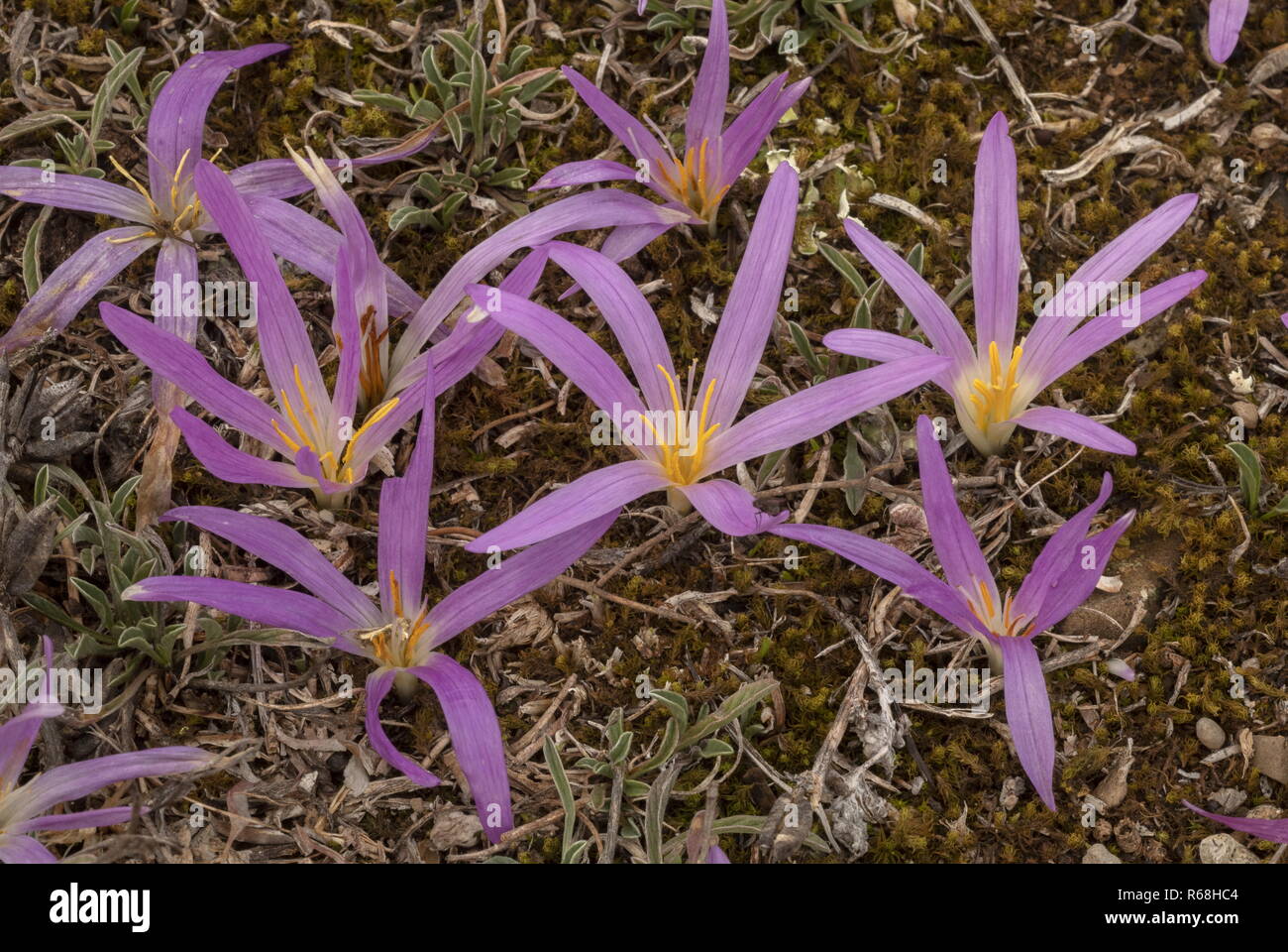 Pyrenean Merendera, Colchicum montanum, in flower in autumn in the ...