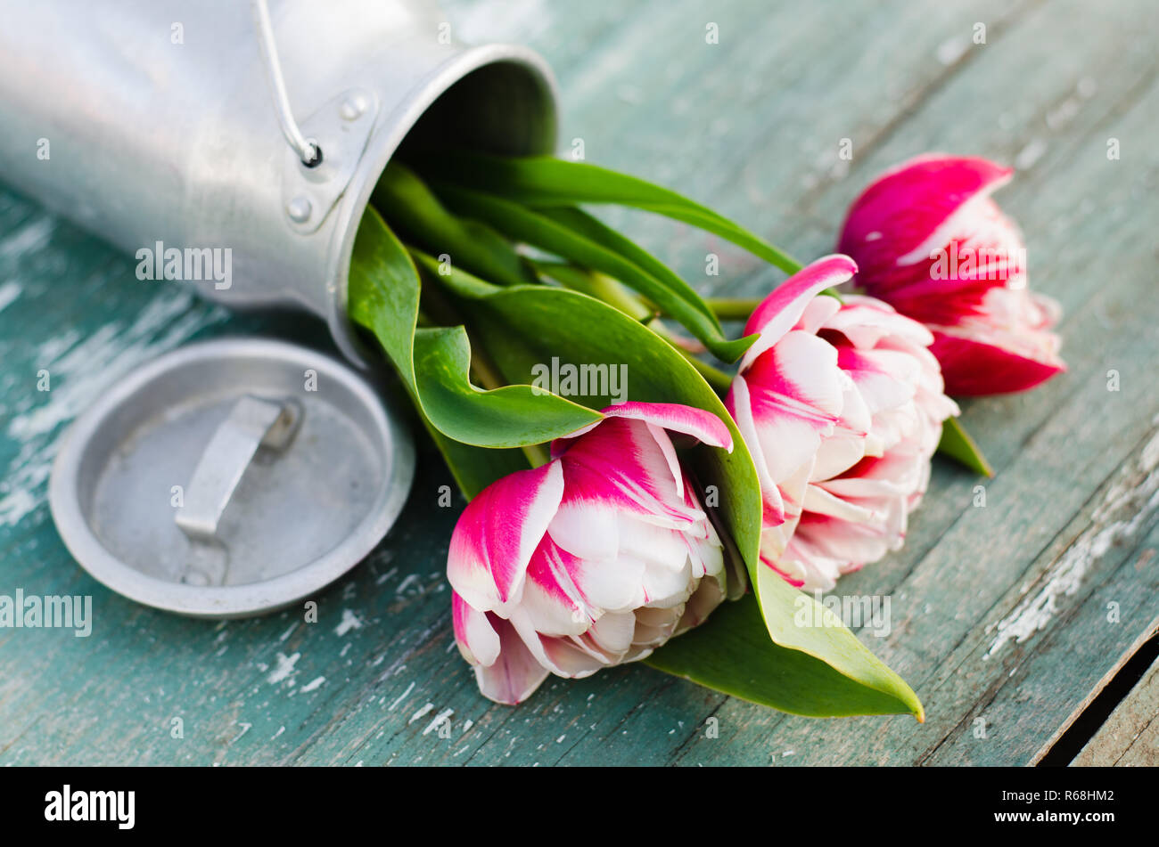 Bouquet of tulips in an aluminum can Stock Photo - Alamy