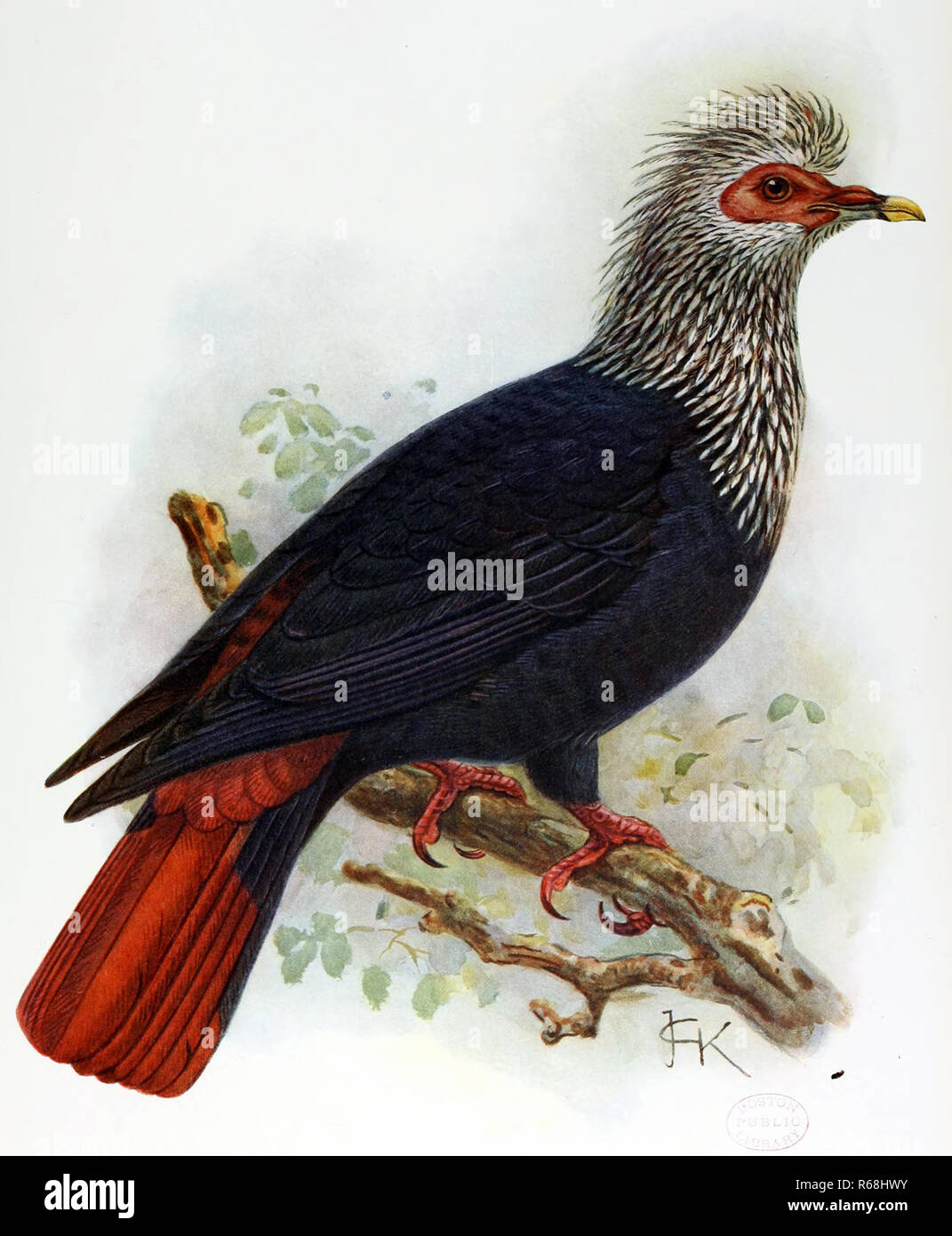 Keulemans wing hi-res stock photography and images - Alamy