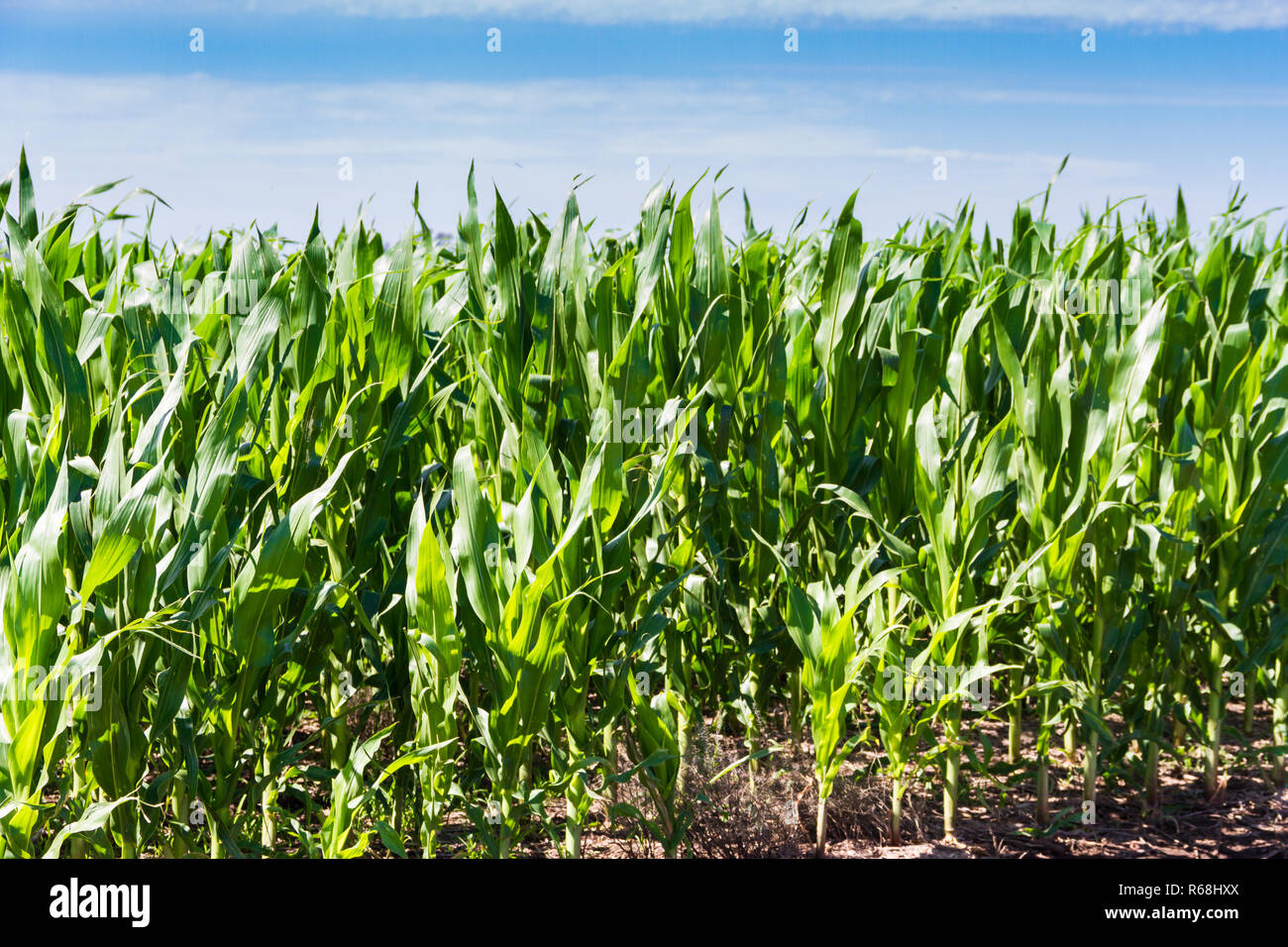 Maize plantation hi-res stock photography and images - Alamy
