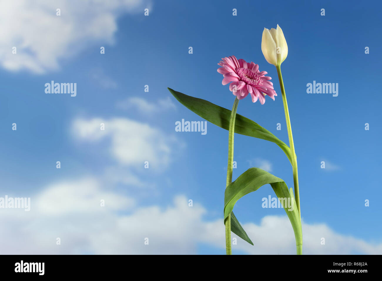 Dancing flowers, a white tulip and a pink gerbera dance together on a ...