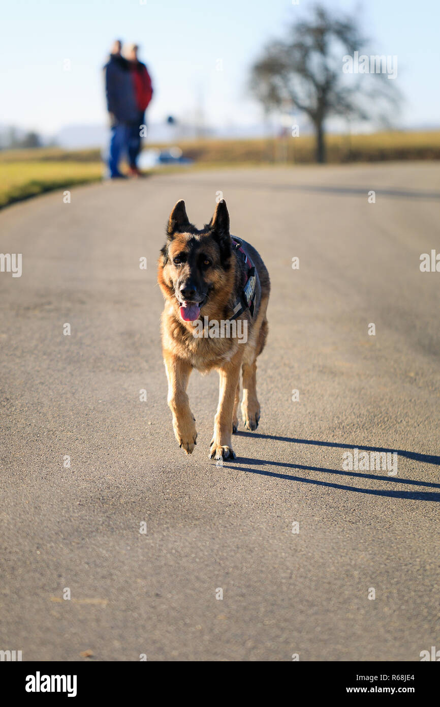 german shepherd dog is running on street towards the camera, germany ...