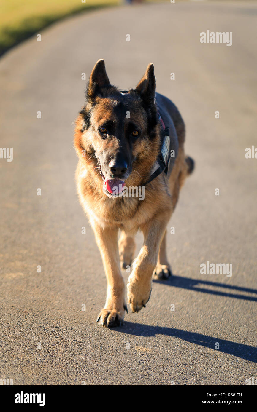 german shepherd dog is running on street towards the camera, germany ...