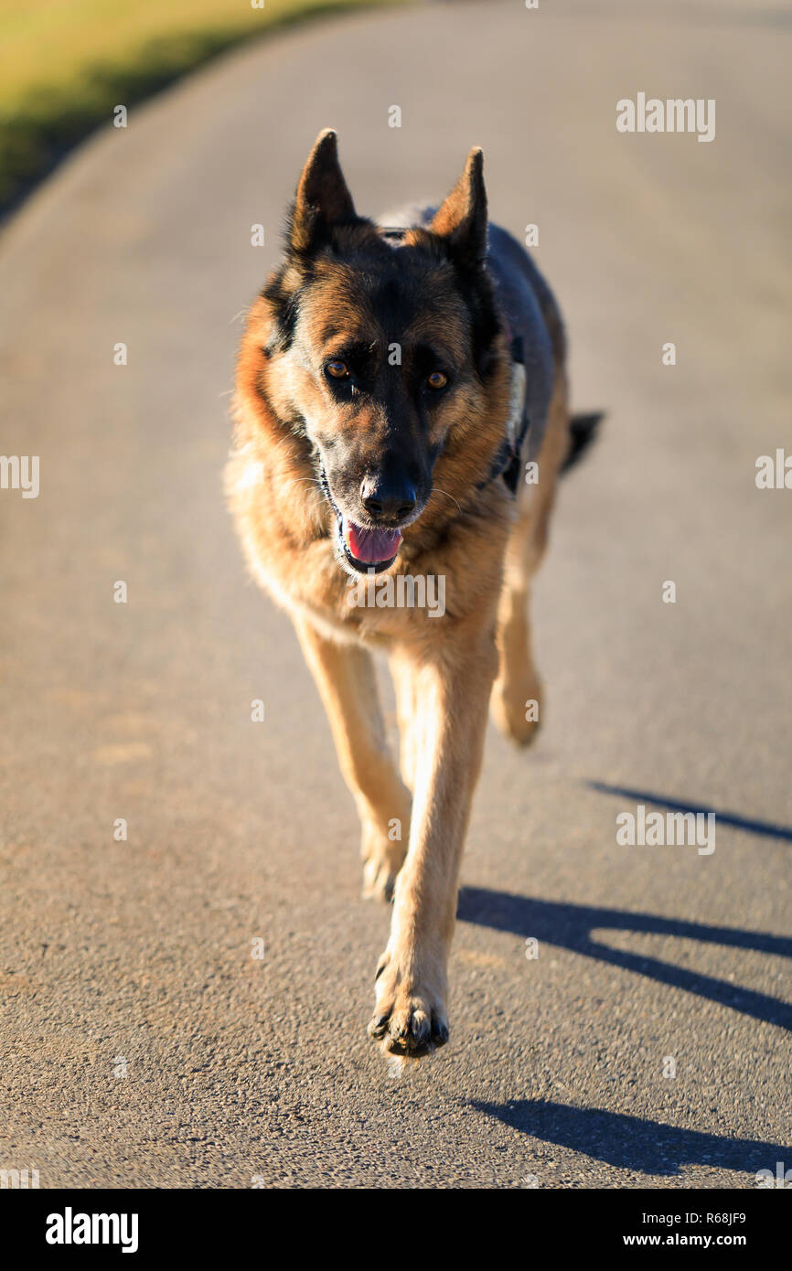 german shepherd dog is running on street towards the camera, germany ...