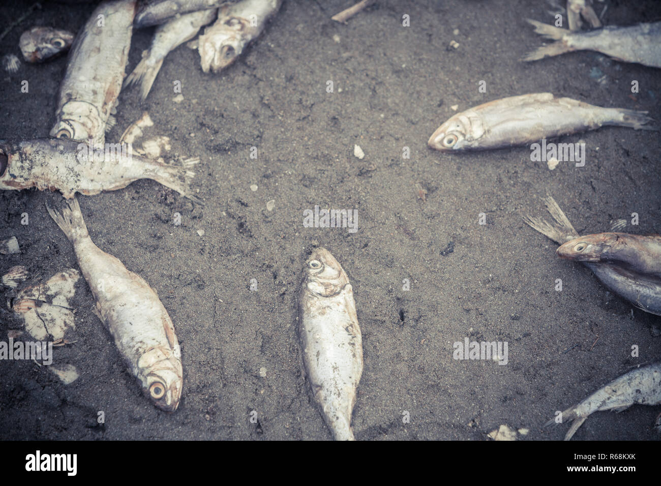 Dead fish on a beach Stock Photo - Alamy