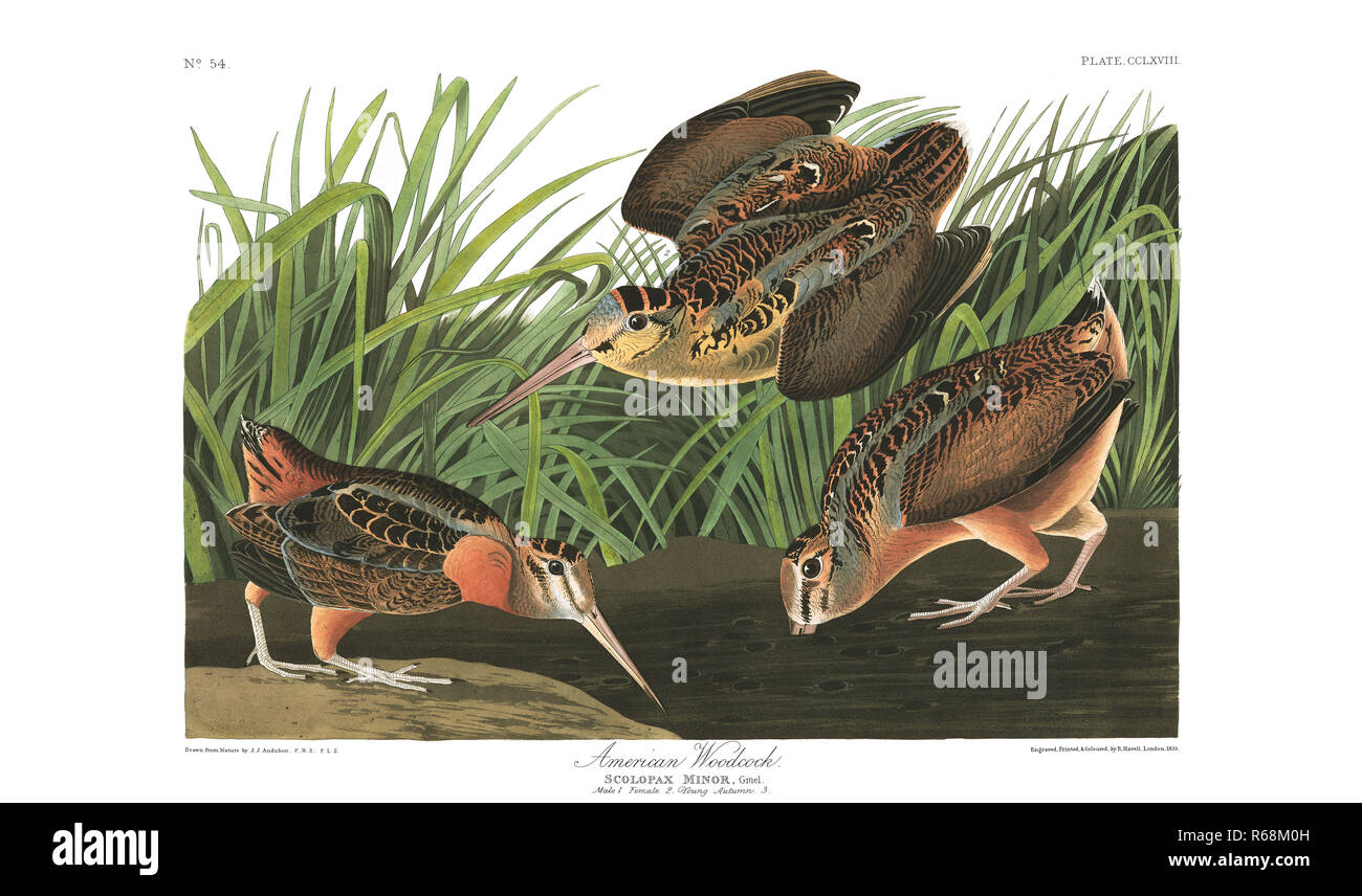 American woodcock flying hi-res stock photography and images - Alamy