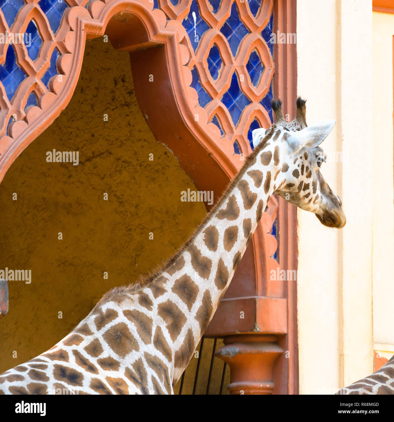 giraffe long neck Stock Photo - Alamy