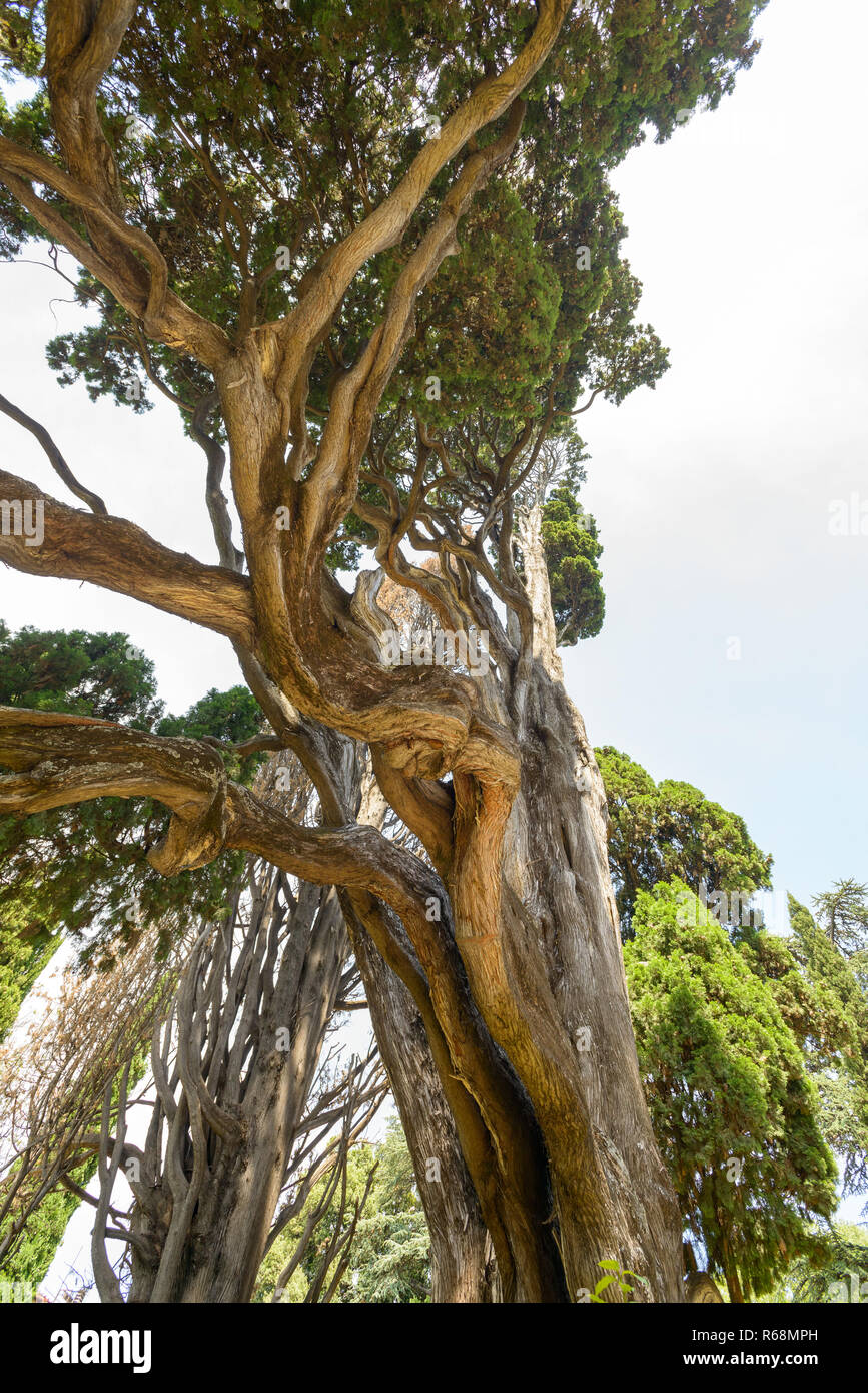 Very old tree Stock Photo - Alamy