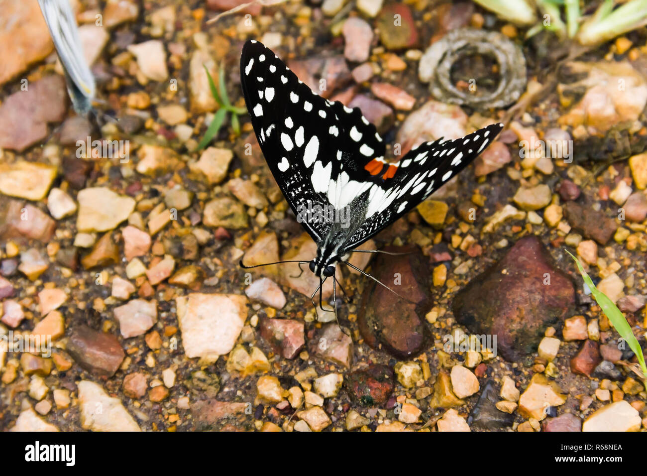 Closeup Butterfly on the stone floor Stock Photo - Alamy