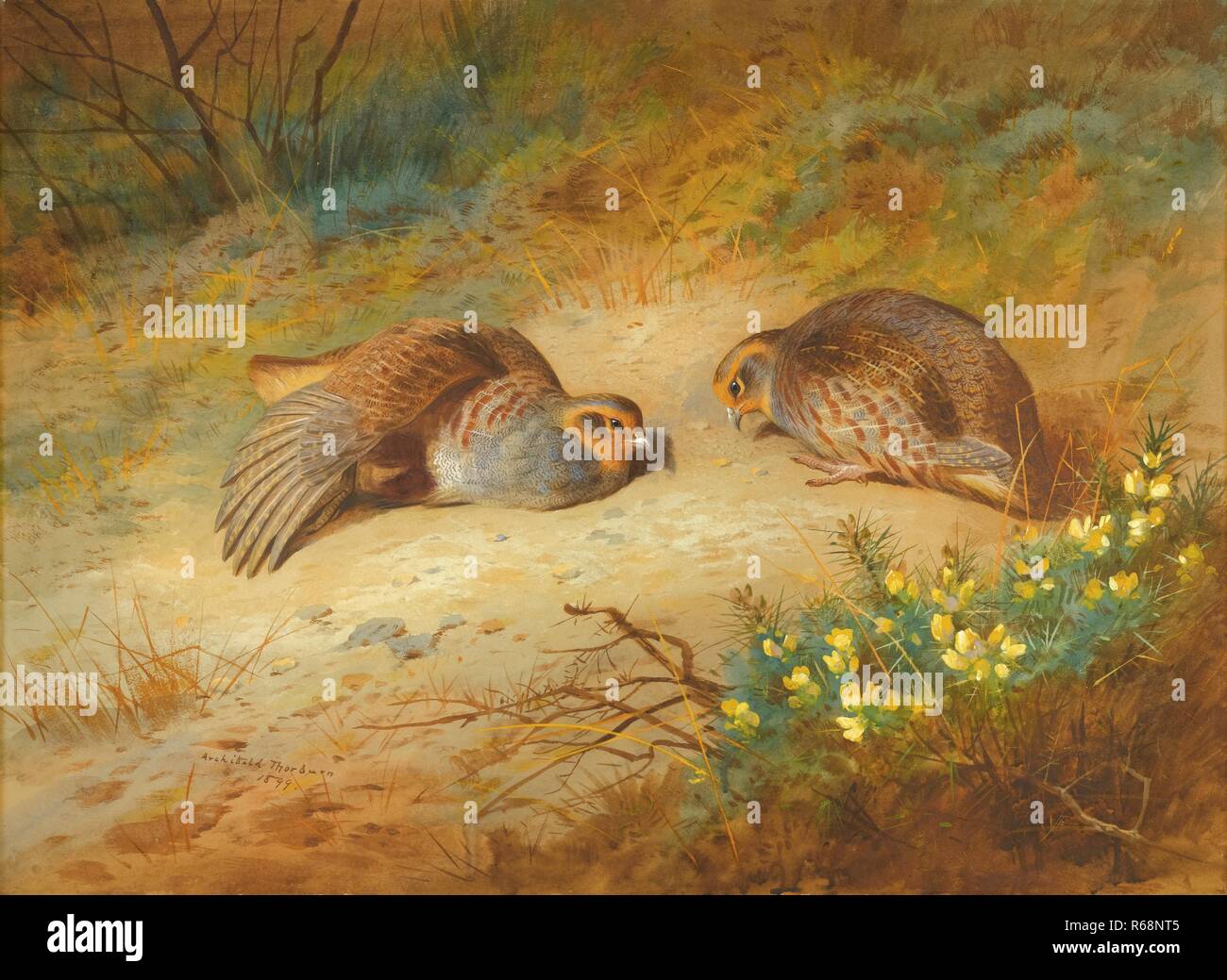 Grey Partridge Flying High Resolution Stock Photography and Images - Alamy