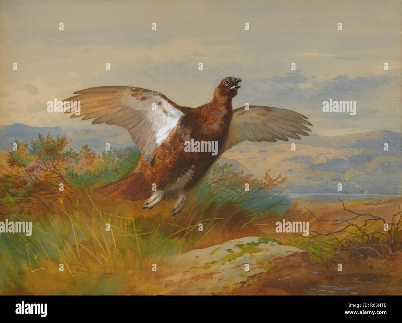 Grouse flying red hi-res stock photography and images - Alamy
