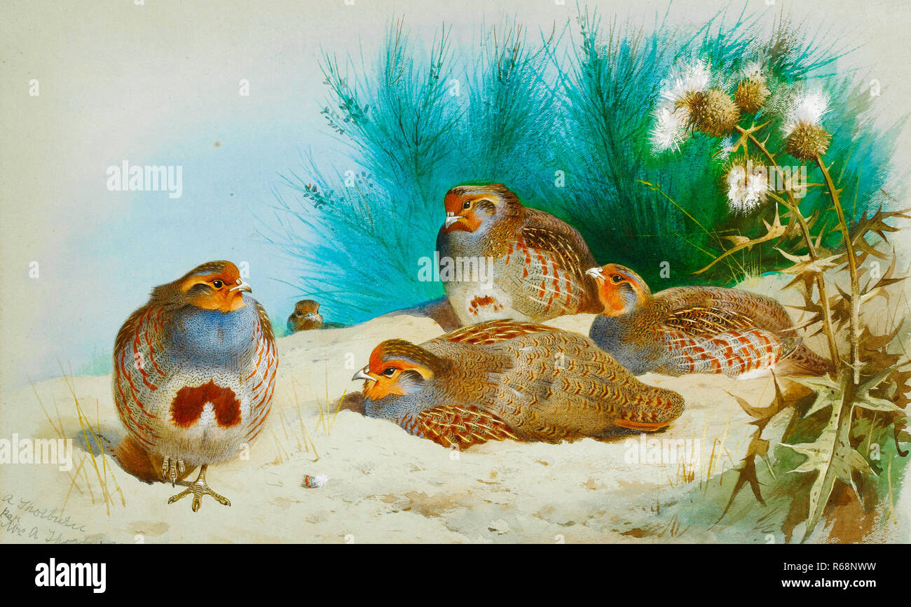 English partridge flying hi-res stock photography and images - Alamy