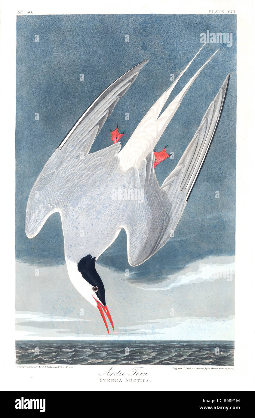 Flying tern drawing hi-res stock photography and images - Alamy