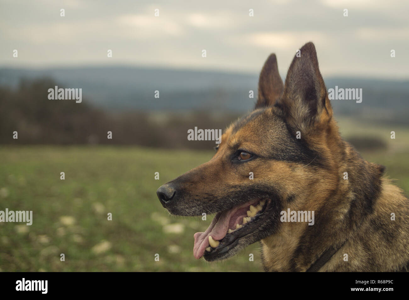 german shepherd in spring Stock Photo - Alamy