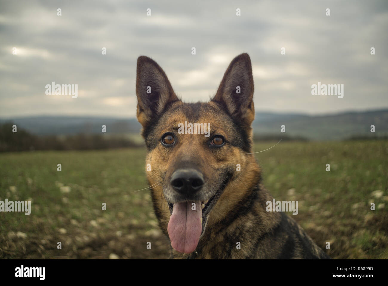german shepherd in spring Stock Photo - Alamy