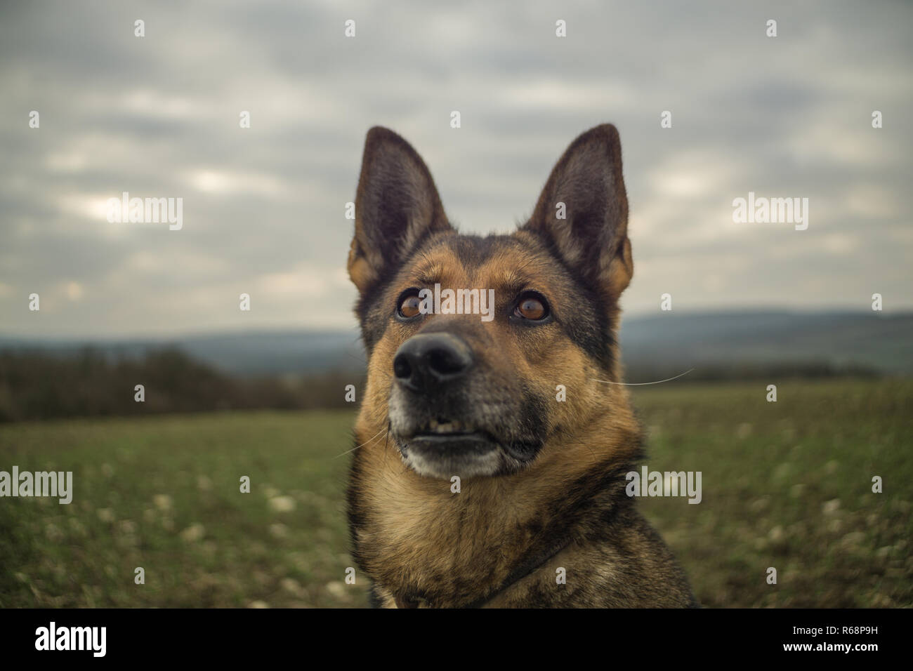 german shepherd in spring Stock Photo - Alamy
