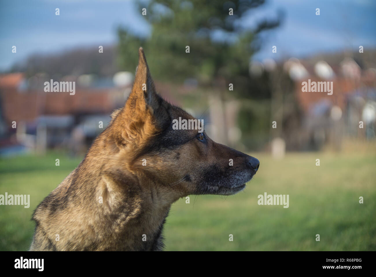 german shepherd in spring Stock Photo - Alamy