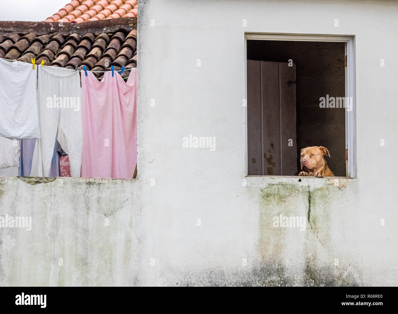 Cute dog in the window Stock Photo - Alamy